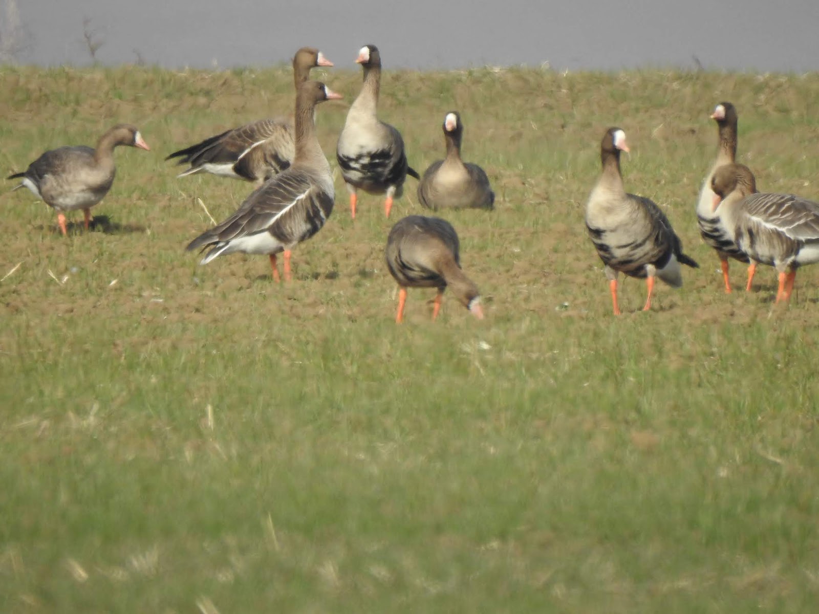 PASARI DIN ROMANIA: LA DISTANTA DE UN SECOL, Schimbari mari si mici (1)