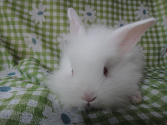 FILHOTES DE MINI LIONHEAD VENDIDOS! - Mini Coelhos da Serra