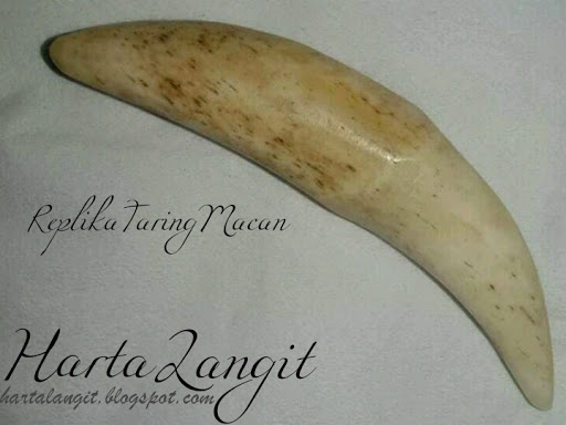 Ciri-ciri taring Macan asli dan khasiatnya - Harta Langit