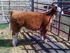 Red Rock Bull
