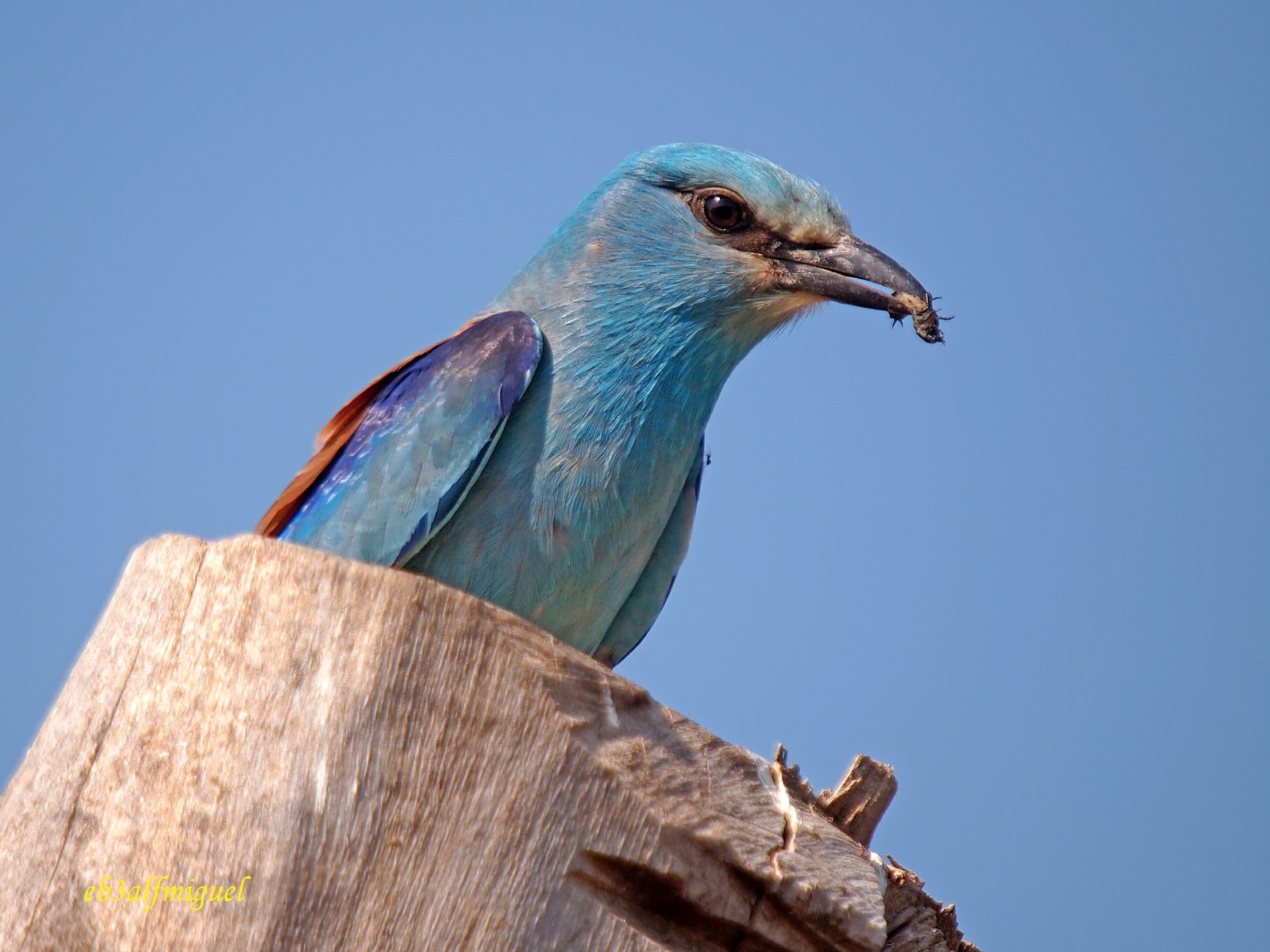 MIS AMIGAS LAS AVES: La Carraca Común y su Dieta