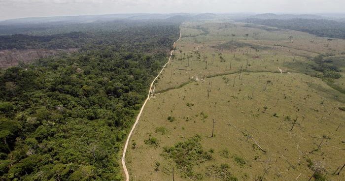 Meio Ambiente: Fragmentação florestas revela desmatamento sem ...