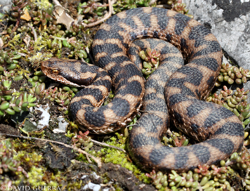 genusvipera: Vipera aspis