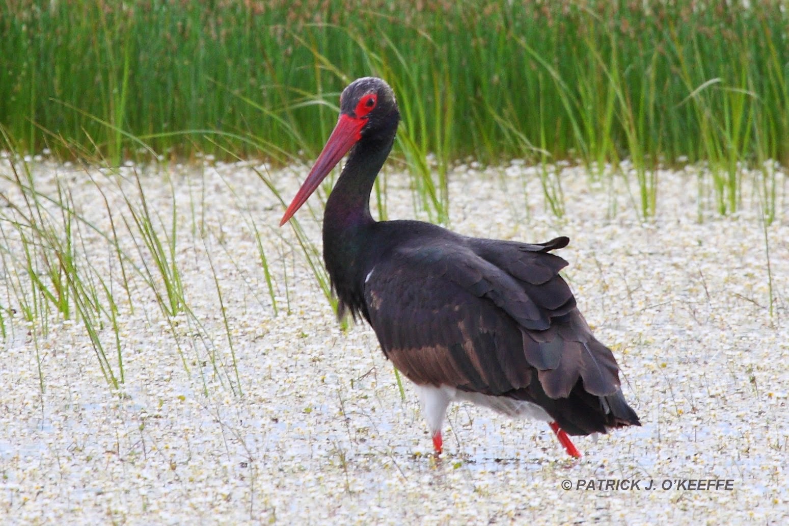 Raw Birds: BLACK STORK (Ciconia nigra) Kalloni Salt Pans, Lesvos Island ...