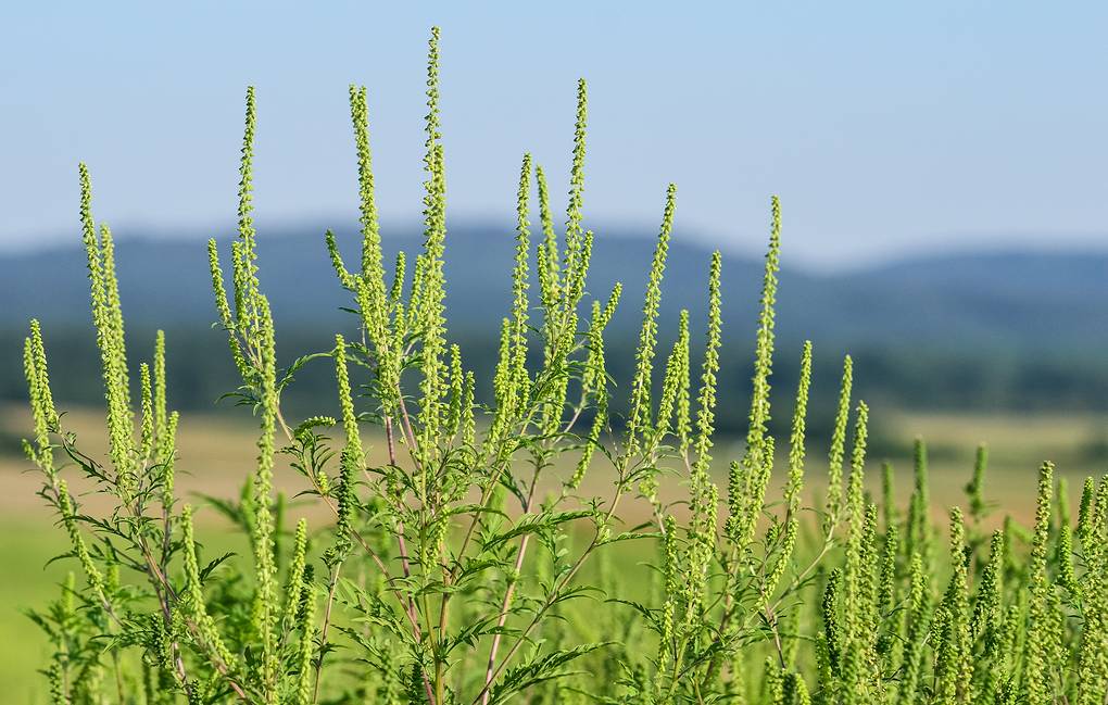 North American weed pollen caused 13.5 million allergy cases in Europe