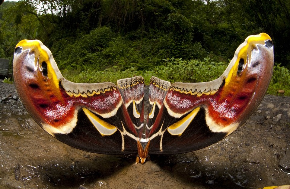 The Big Strange: Moths | Atlas moth, Moth, Butterfly