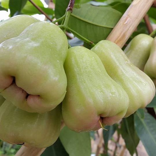 MARIHAT JAMBU MADU: PERAWATAN JAMBU MADU