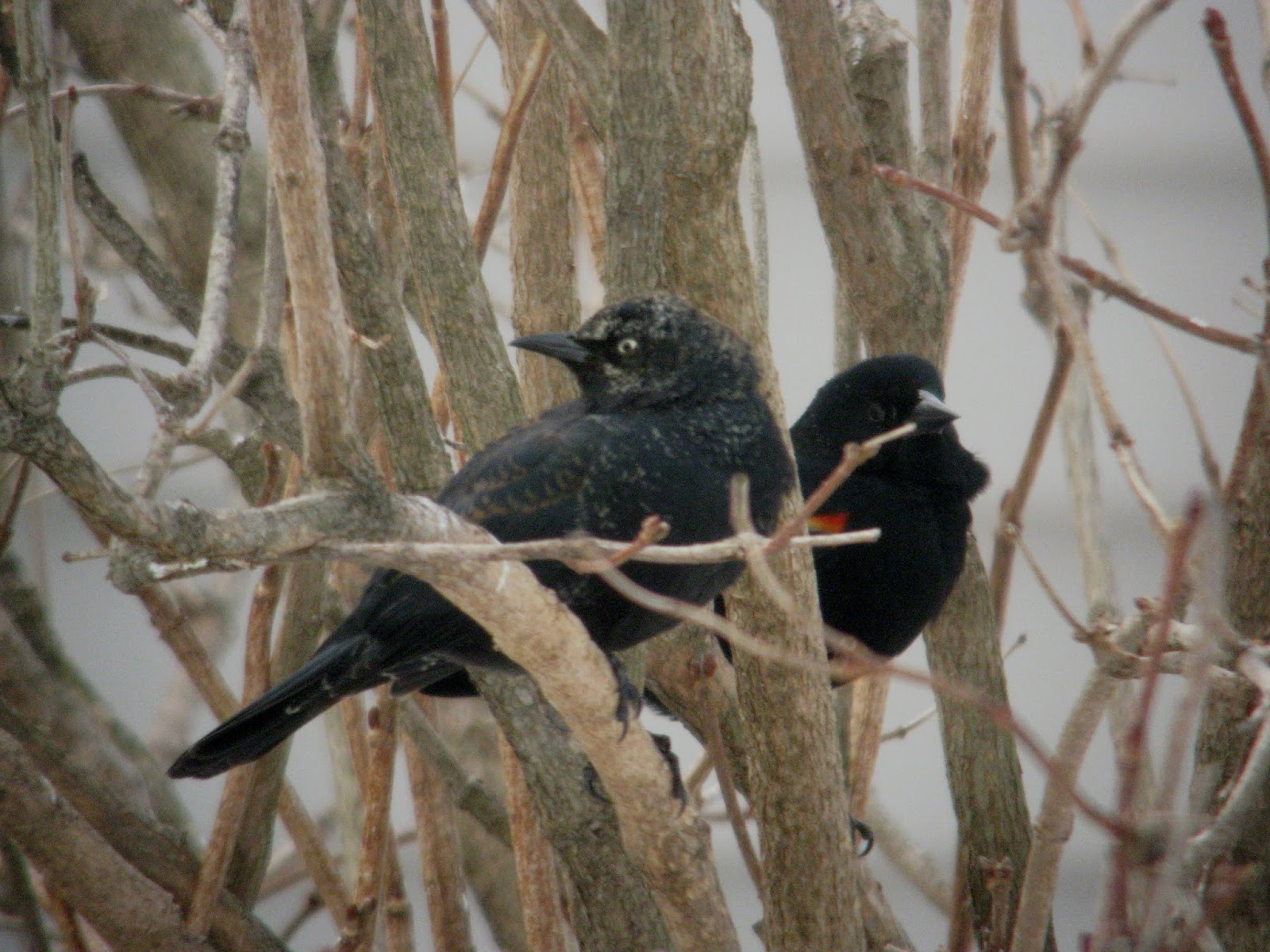 NorthernWings: Rusty Blackbirds