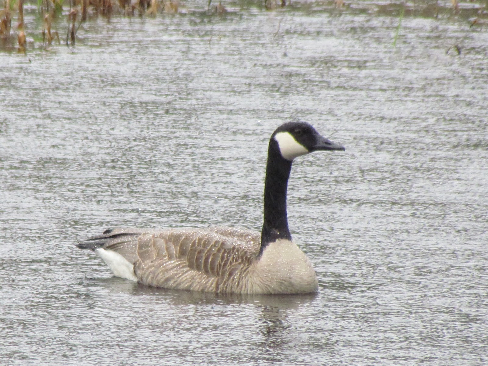 Scene Through My Eyes: Water, Water Everywhere