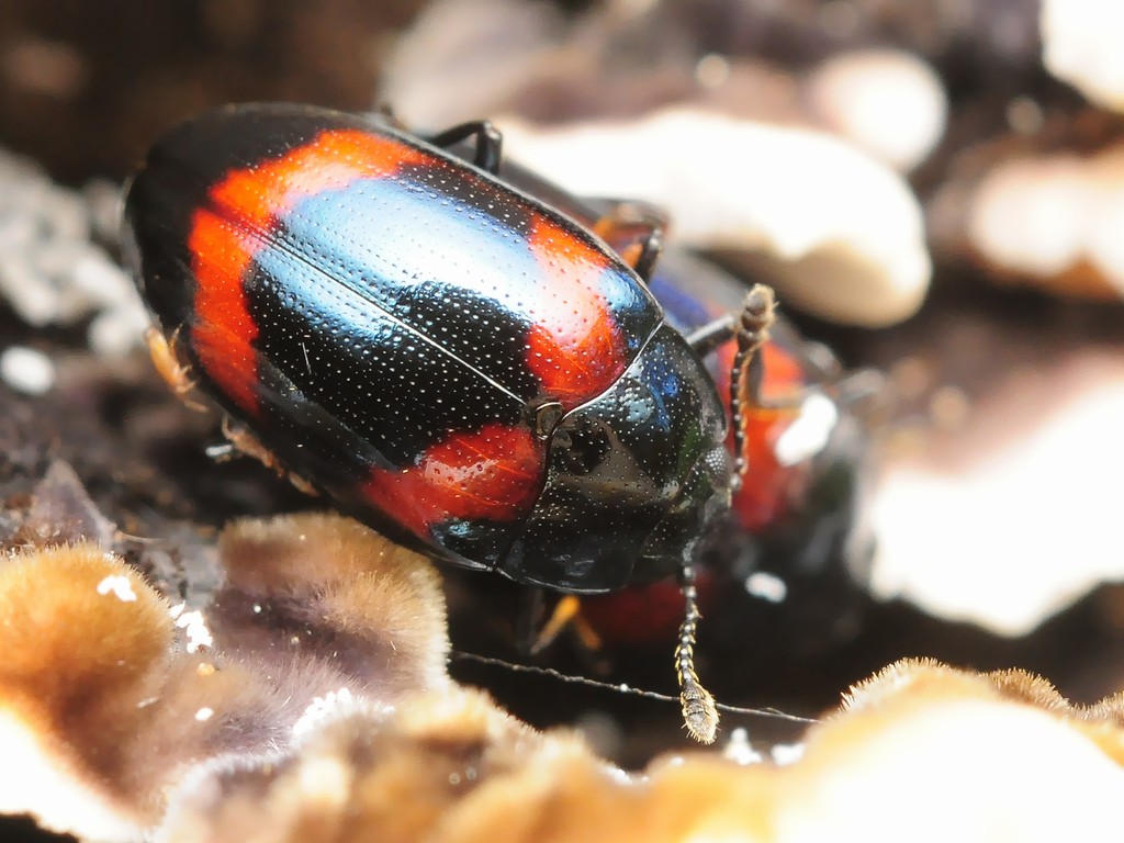 そよ風のなかで Part2: カタモンオオキノコ
