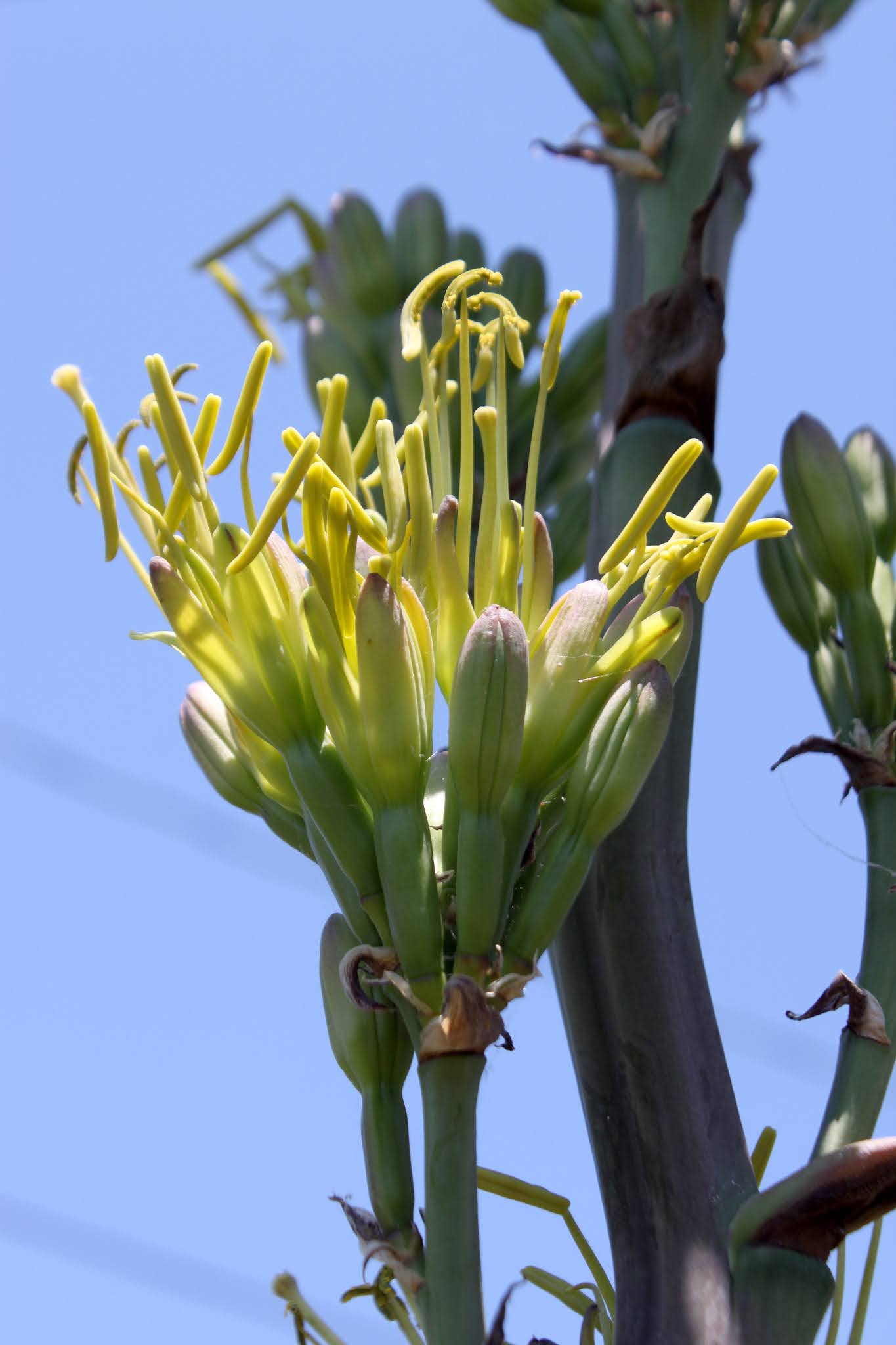 Mangave "Mission to Mars" aka "The Shambling Mound"