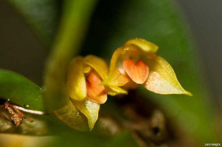 Wild orchids in sumatra: Bulbophyllum semipellucidum J.J.Sm., 1928