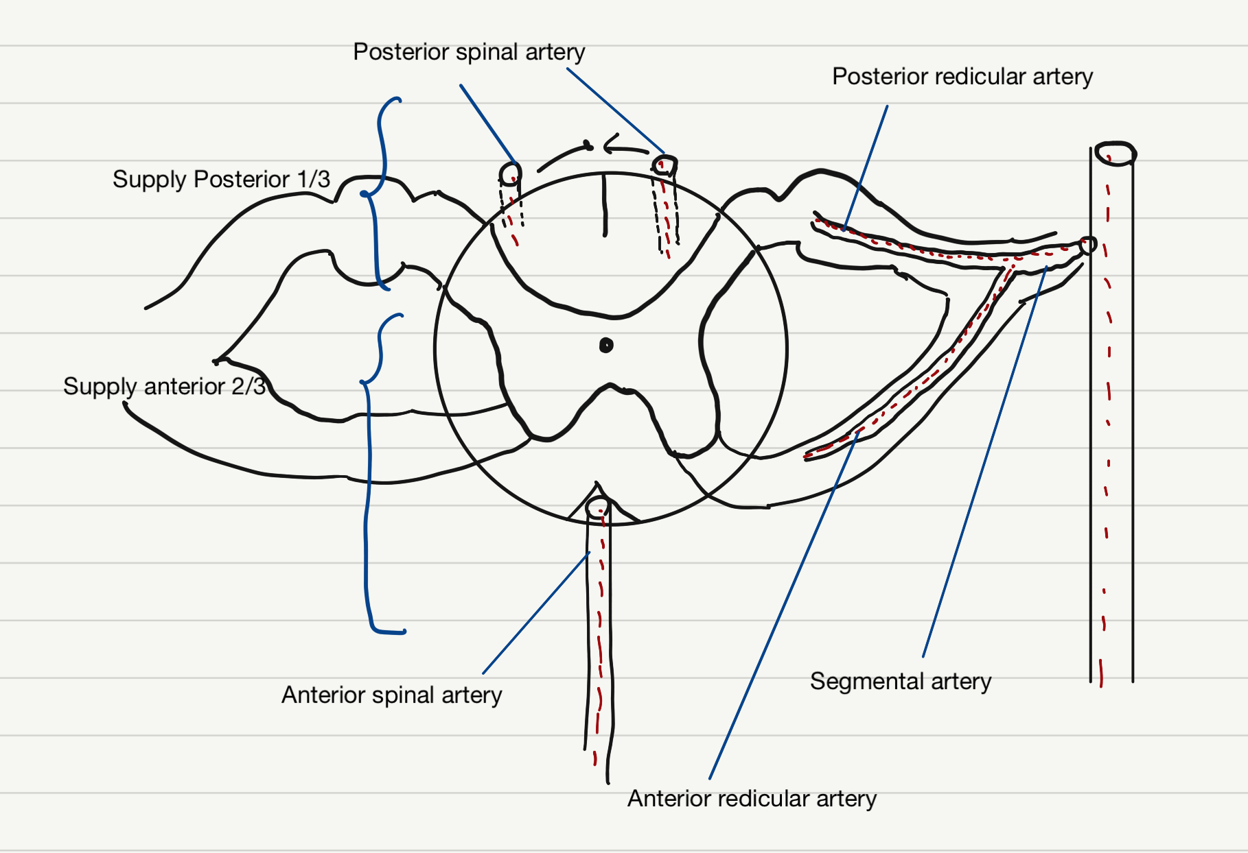 Blood supply to the cervical system