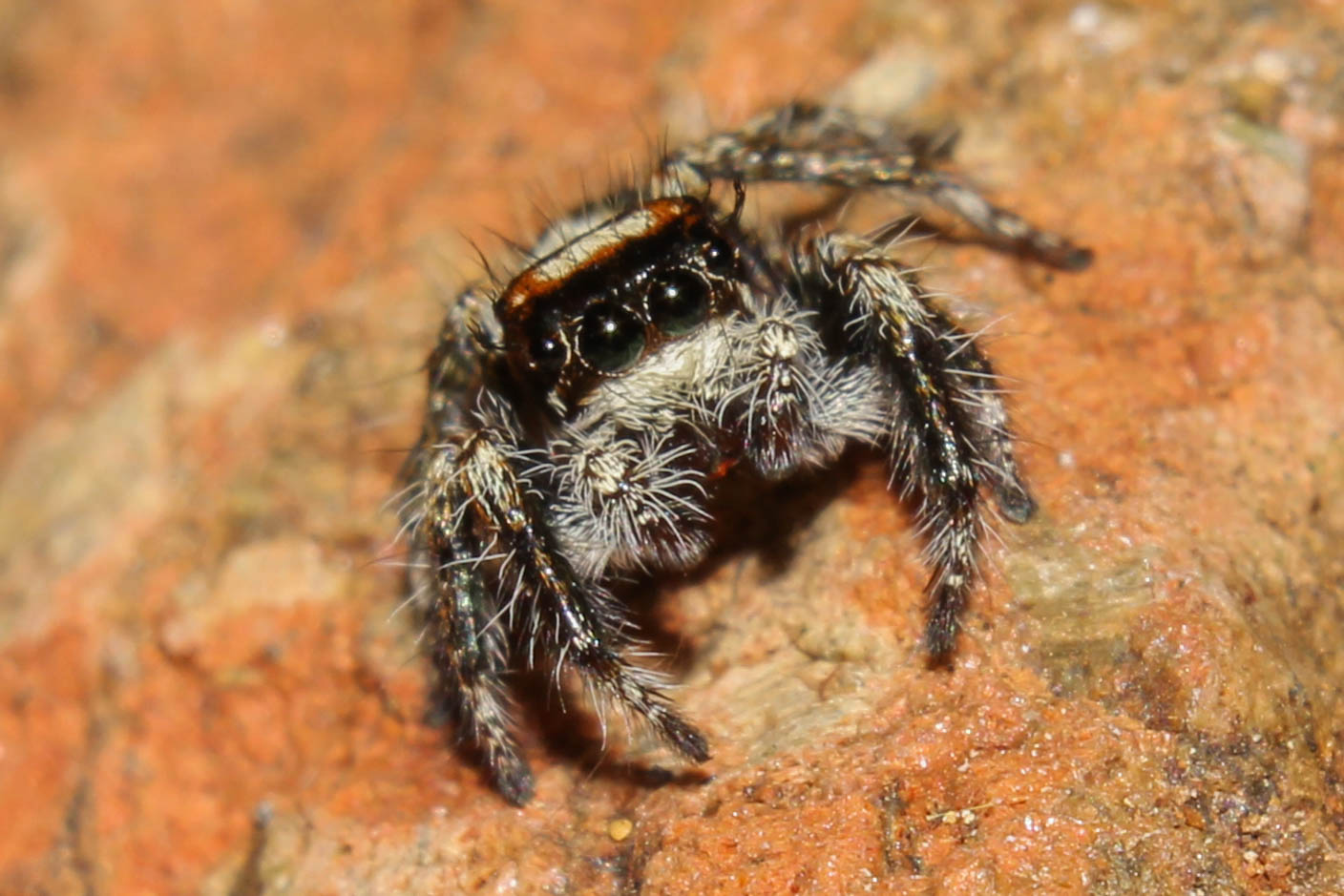 Biodiversity of Cyprus by NGO Protection of the Natural Heritage and ...