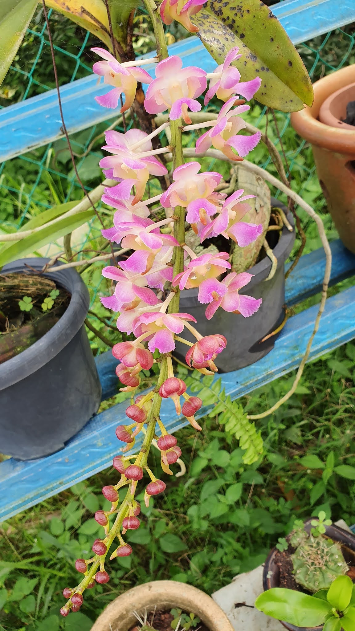 Warisan Petani: Bunga Anggerik Kampungan