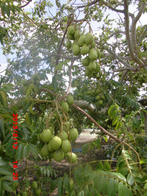 Bounty of the Country