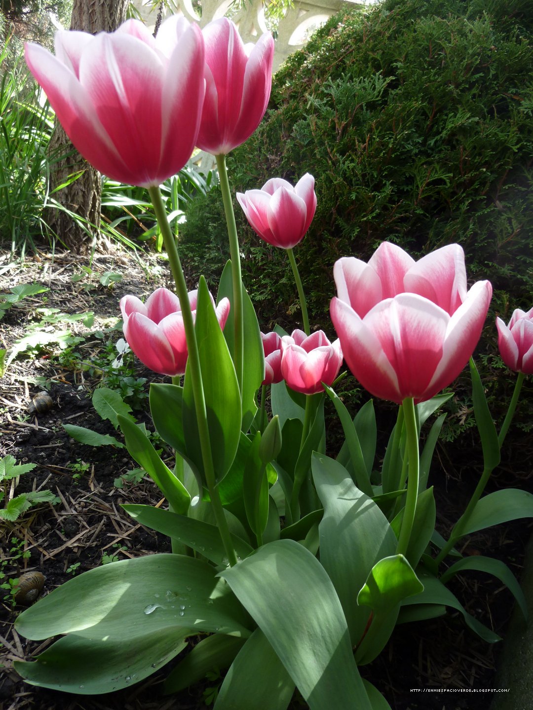 Mi espacio verde: Tulipanes