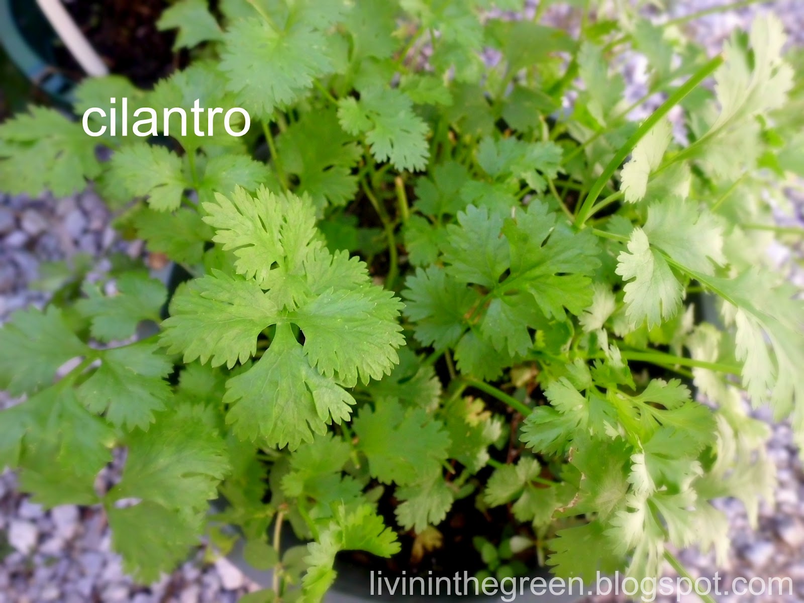 Livin' In The Green: Growing Cilantro in Pots All Season