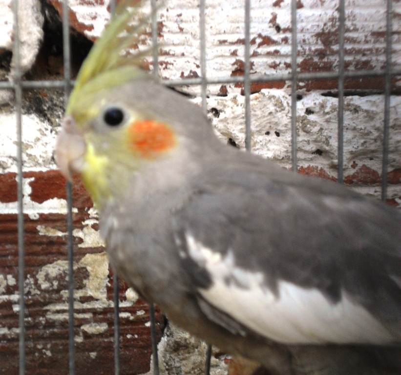 Vivendo meus Periquitos: Gray (Calopsita Macho Selvagem) *01/02/12