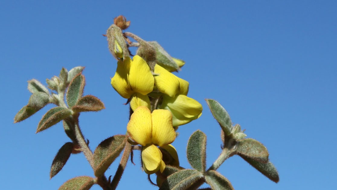 Fabaceae - Leguminosae no Brasil: Phytogeographical patterns of ...