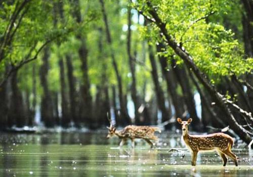 5 Amazing Facts About Sundarban, Bangladesh