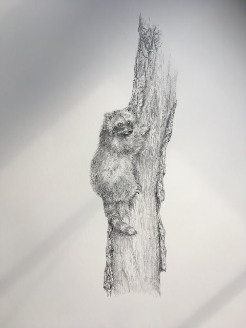 How to draw a raccoon kit in a million tiny steps...