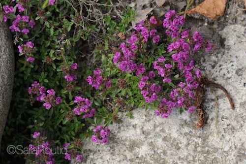 Saaripalsta: Pikku-Raakkila ja alppipenkki