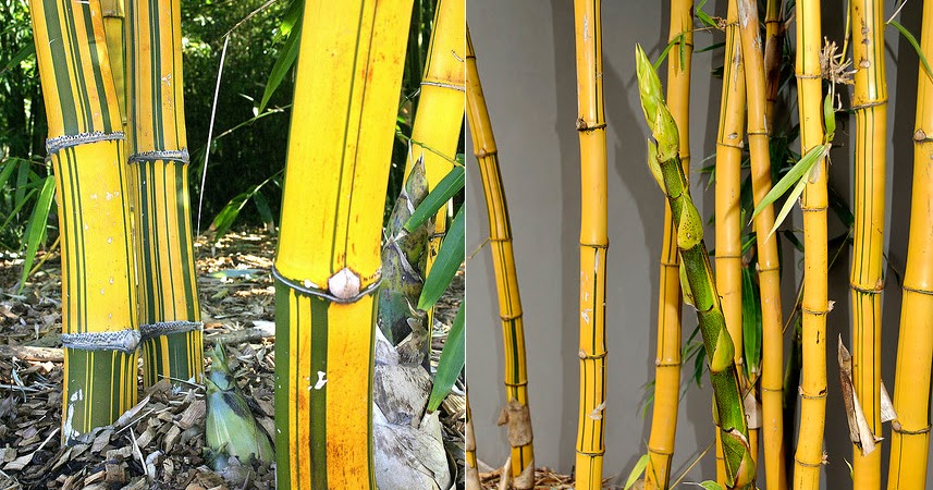 Gambar tanaman bambu kuning | Directory Tanaman | Nama Dan Gambar