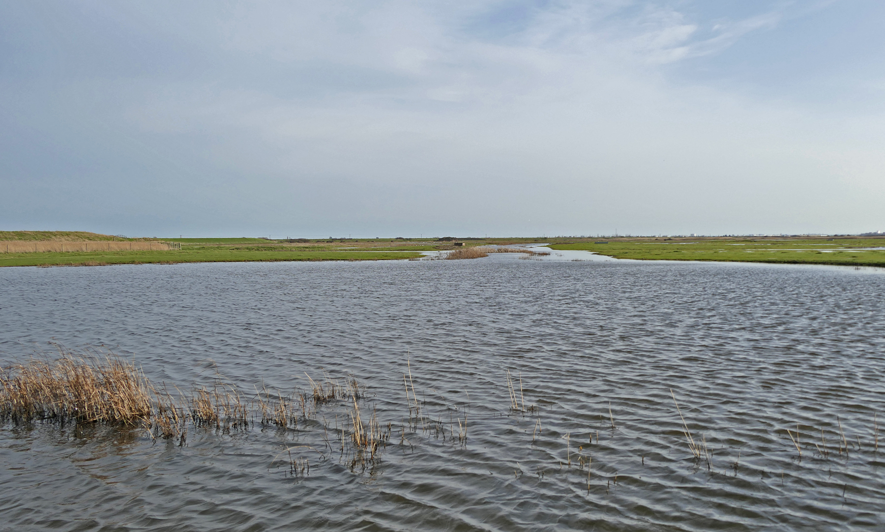 Bowers Marsh walk, February 2021 No. 8