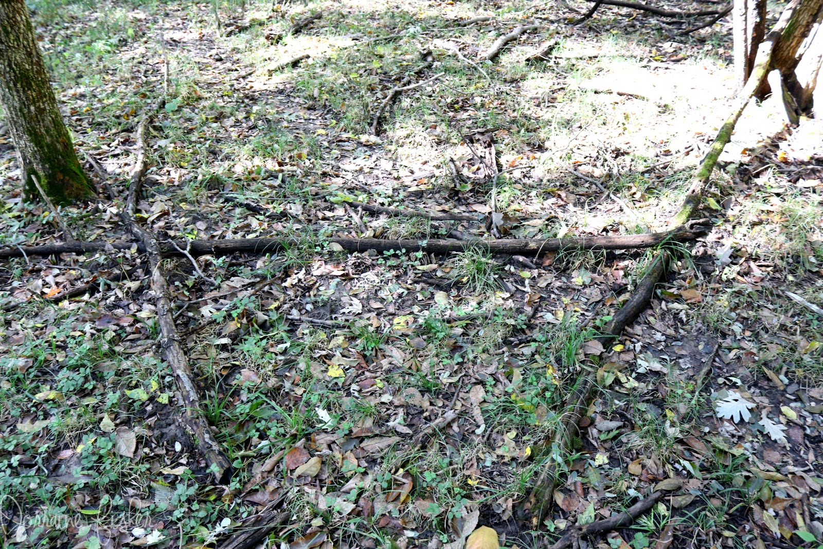 More Strange Activity and Possible Tracks Found in Illinois ~ The ...