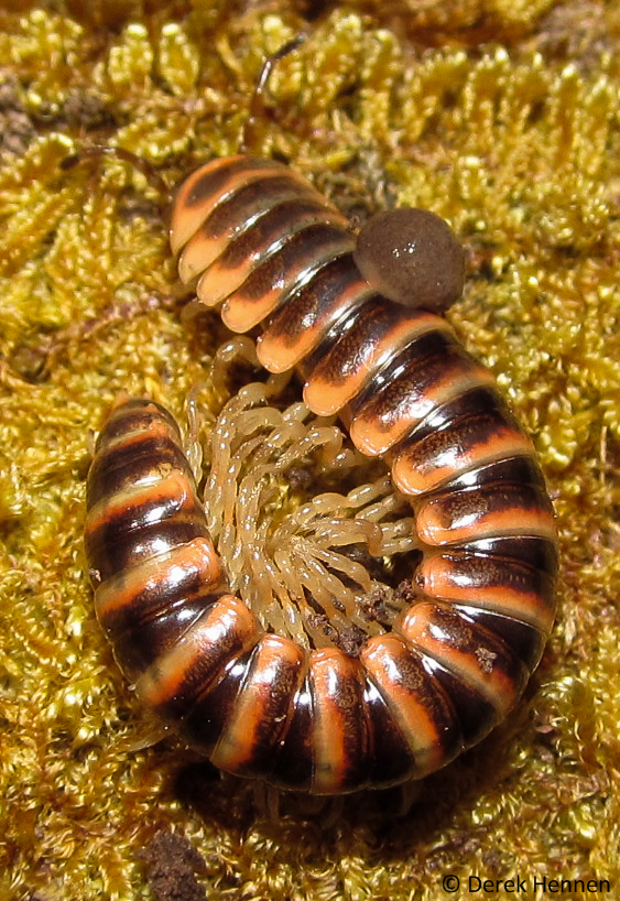 Normal Biology: Choosing my favorite millipede