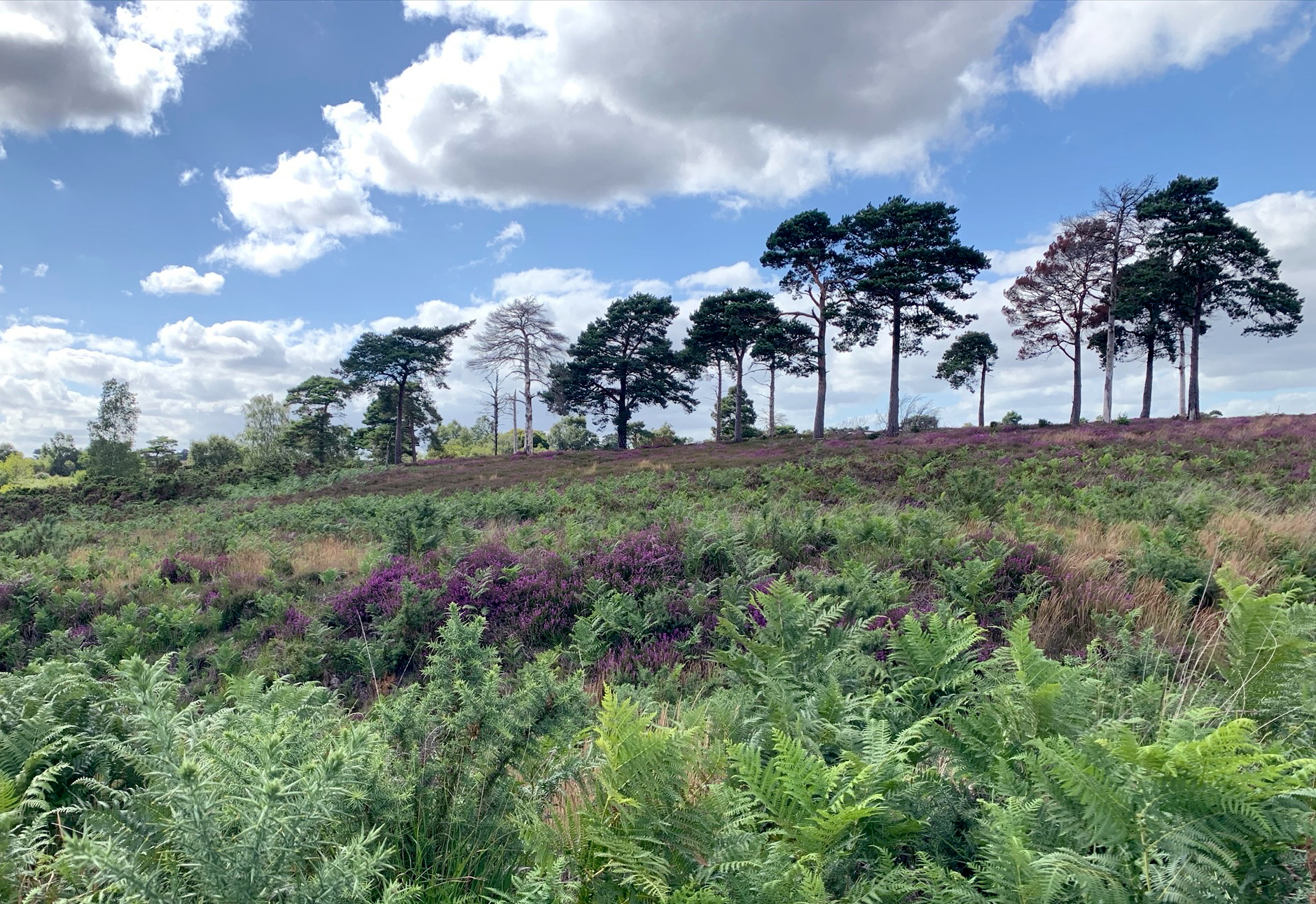 Paintwalk : Bronze Age Walks - The Bee Garden - Holt Heath - Wimborne ...