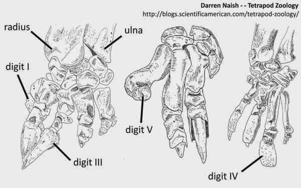 Mapinguari (continued) | Patagonian monsters