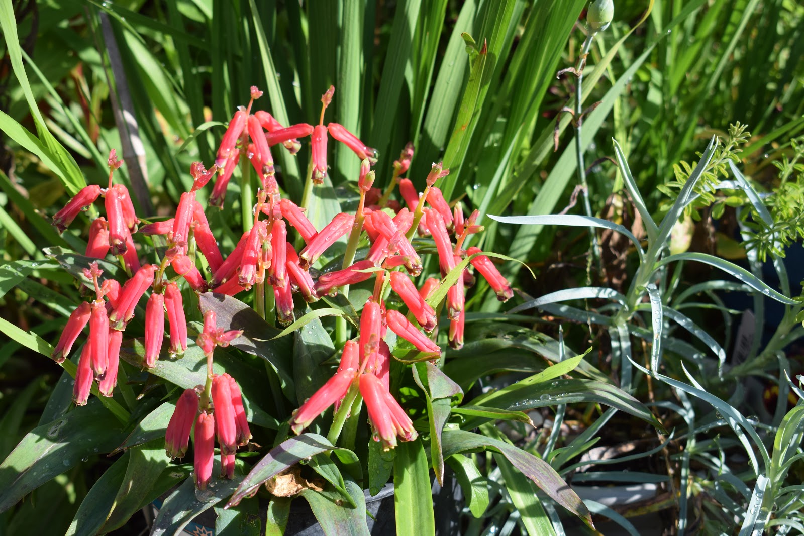 Norm's Nursery: South African bulbs