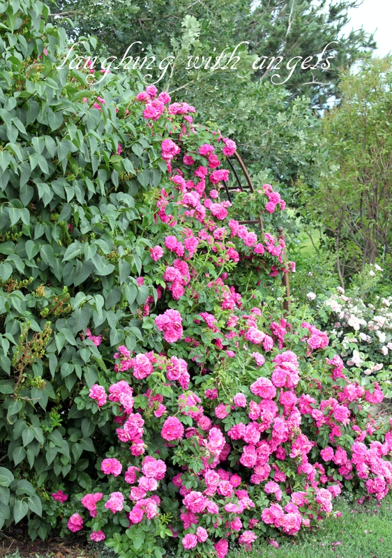 laughing with angels: Roses