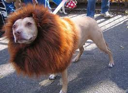 Nuevas fotos de perros comicos