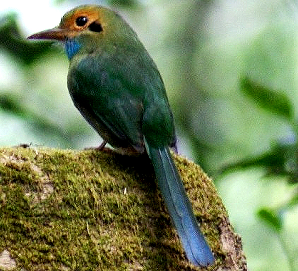 Bellas Aves de El Salvador: Aspatha gularis (momoto garganta azul ...