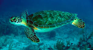 FLORA Y FAUNA EN LA REGION DE SINALOA: diciembre 2016