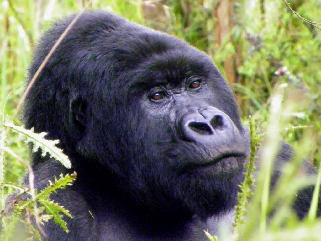 Animals of the world: Gorilla