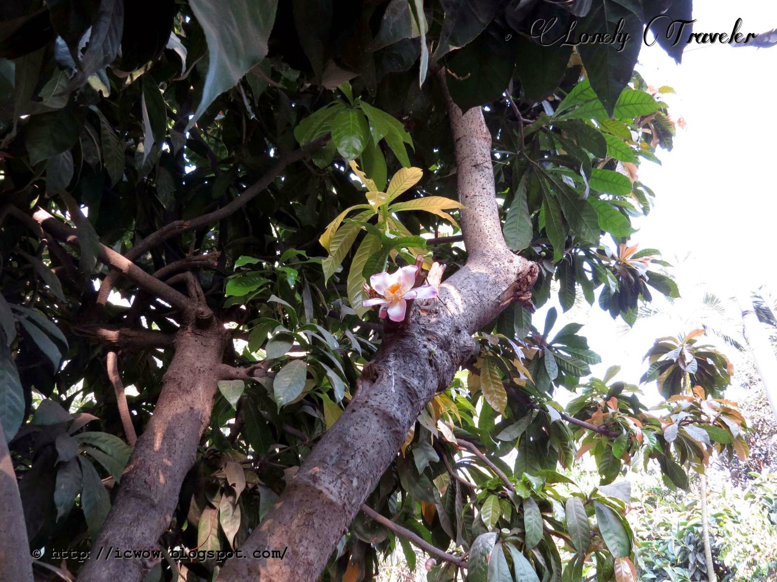 Majestic Heaven Lotus - Gustavia augusta