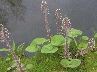 Kako Liječiti: Repuh