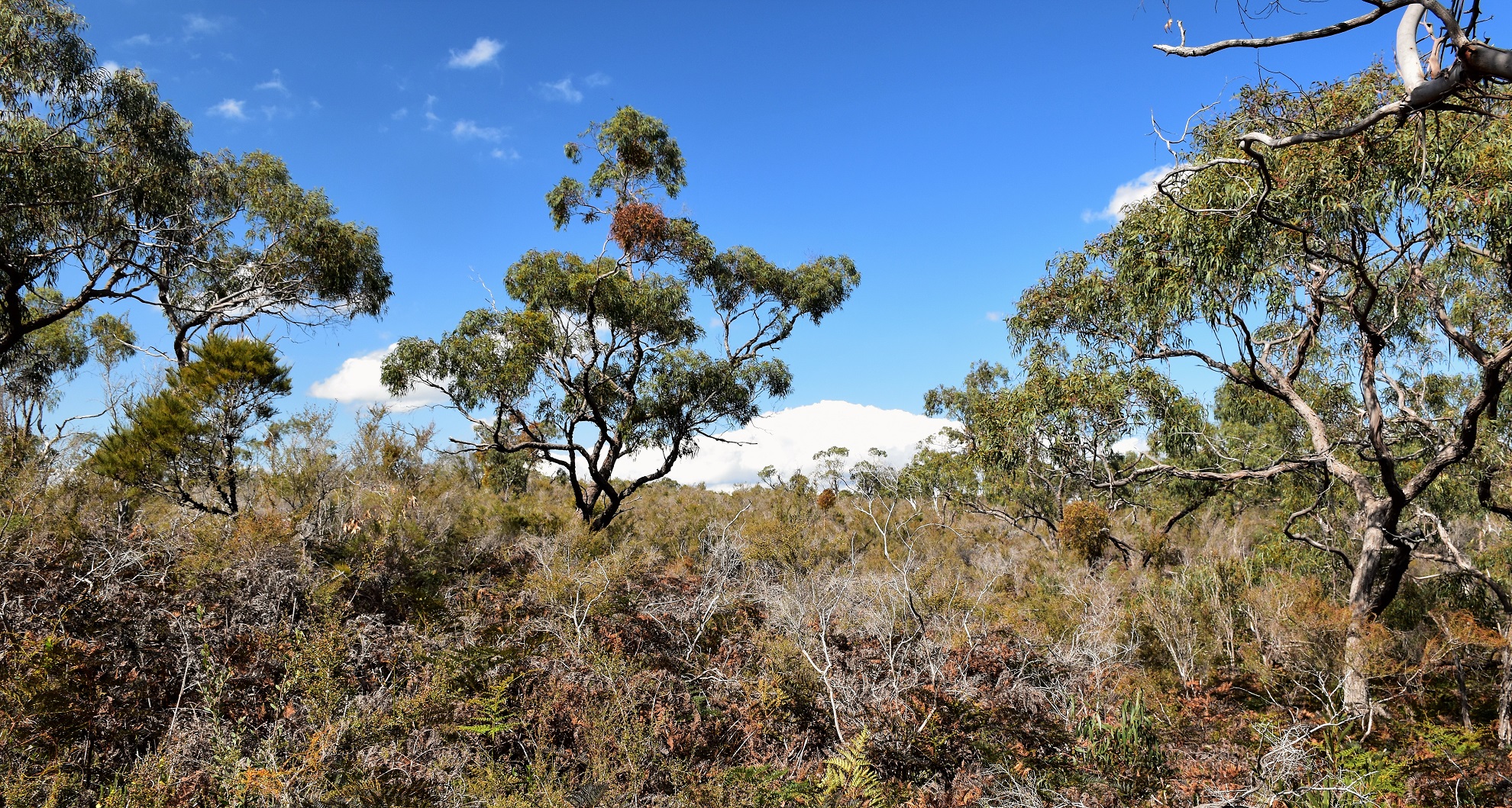 Goin' Feral One Day At A Time: Langwarrin Flora & Fauna Reserve ...