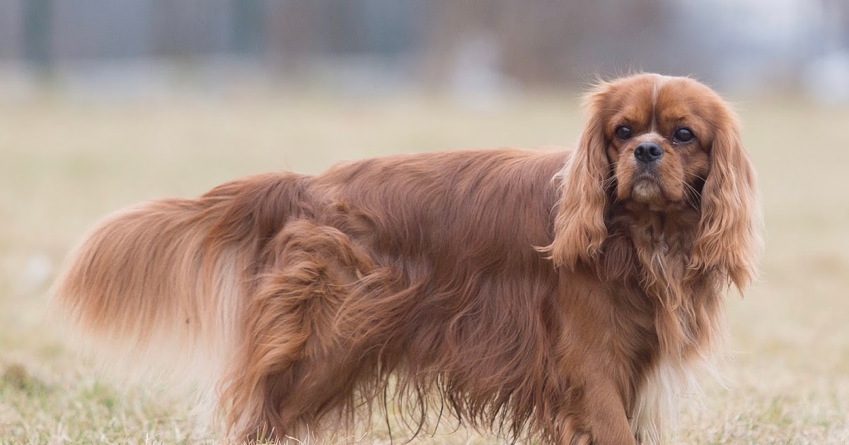 Figaro Alfi & Merkucio Melody & Whisky Krásná Louka: MERKUCIO MELODY ...