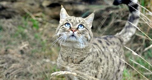 Abe's Animals: Subspecies of the Asiatic wildcat