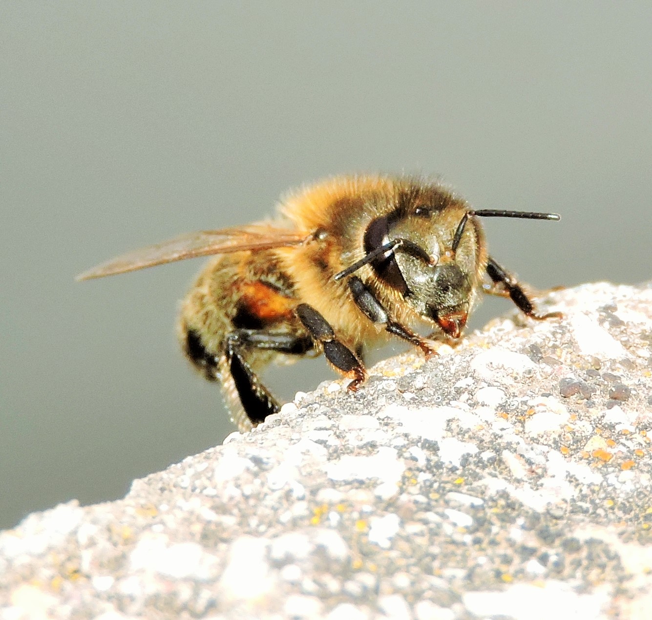 Blog del Màrius Domingo, Ca la Gallineta: Abella de la mel.