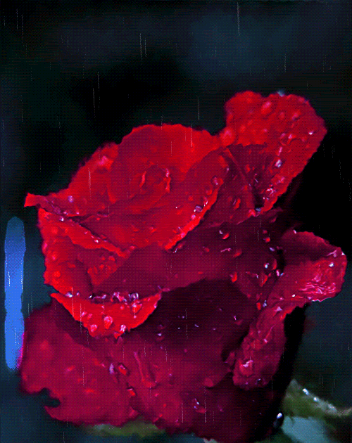 Mimi Gif: Rose For You