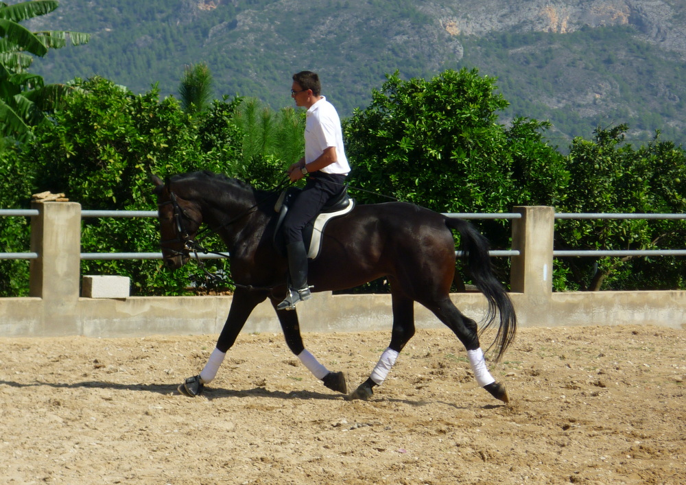 YEGUADA ALFONSO ENRI SEMENTALES GANADERIA: OLDEM OLAF CABALLO CENTROEUROPEO