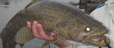 Amilton e Diego - Dicas De Pesca: Traíra / Wolf-Fish ( Hoplias ...