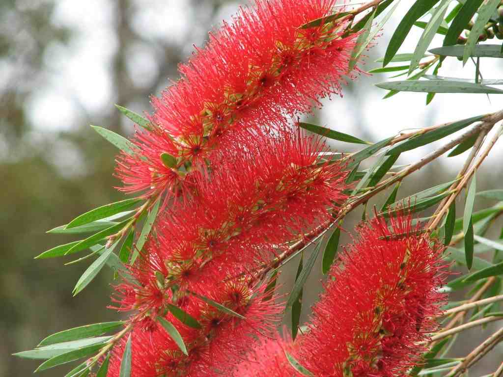 PlantWerkz: Weeping Bottlebrush – Callistemon Viminalis