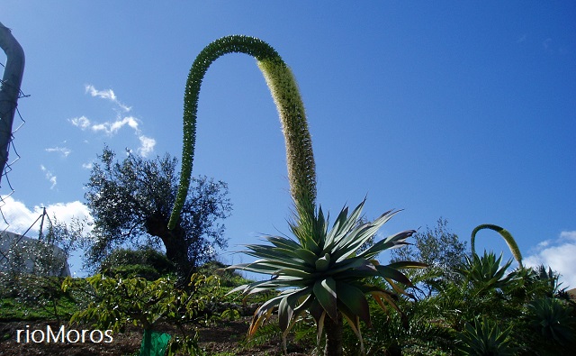 Monocárpica | Plantas rioMoros